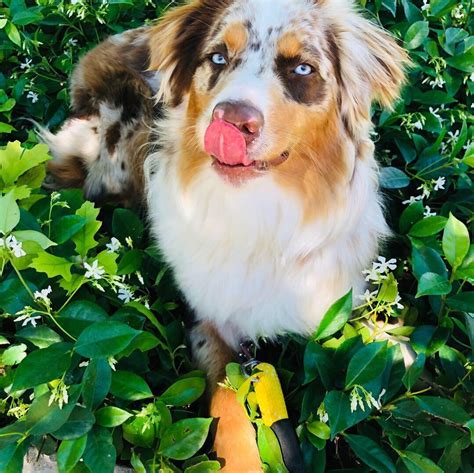 Aussie Mlem Rmlem