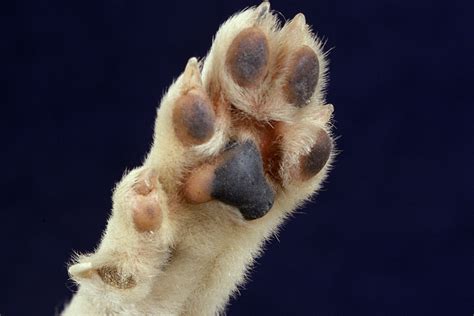 What Are Dogs Dewclaws And Why Are They There