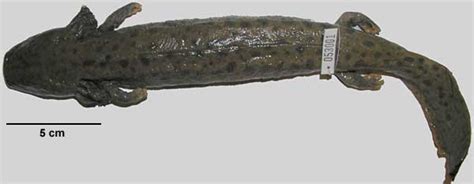 Digimorph Necturus Maculosus Common Mudpuppy