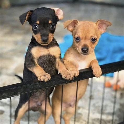 Christina Miniature Pinscher Puppies