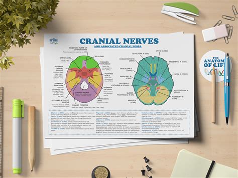 Cranial Nerves Anatomy Printable Poster Etsy