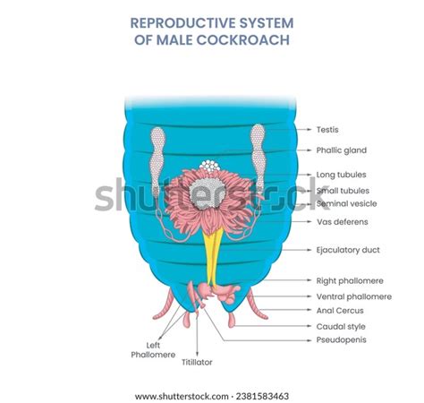 Reproductive System Cockroach Over 6 Royalty Free Licensable Stock Illustrations And Drawings