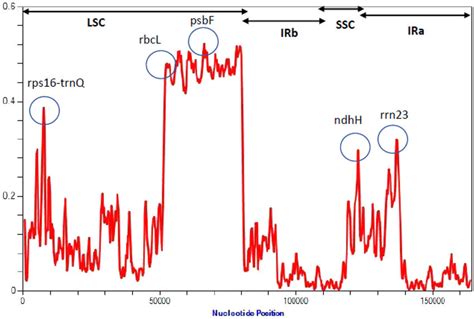 Sliding Window Analysis Of The Chloroplast Genomes Yangjinhua And