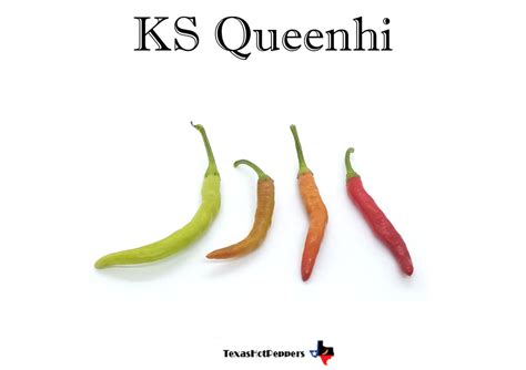 2 Ks Variety Seed Collection 10 Different Varieties Texas Hot Peppers