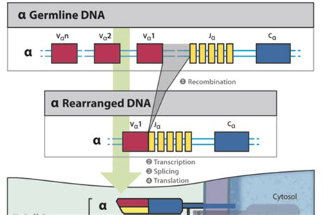 Adaptive T Cell Flashcards Quizlet