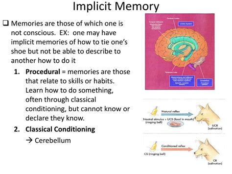 Ppt Long Term Memory Powerpoint Presentation Free Download Id 2652340
