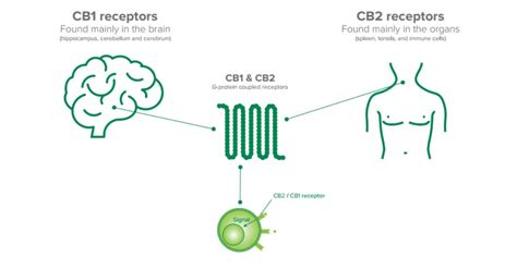 The Endocannabinoid System Exploring The Cb1 And Cb2 Receptors