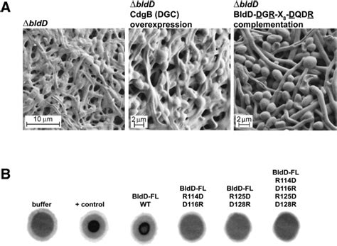 Cdgb Overexpression Has No Phenotypic Effect On A Bldd Mutant C Di Gmp