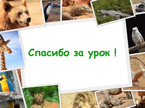 Презентация в Powerpoint на тему животные 85 фото