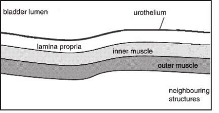 The Structure Of Human Bladder Download Scientific Diagram