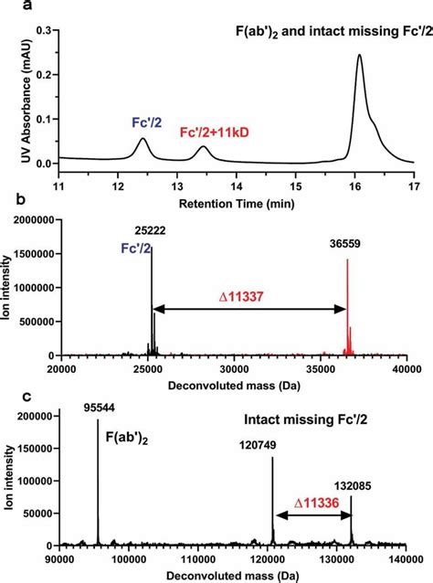 Identification And Characterization Of An Igg Sequence Variant With An 11 Kda Heavy Chain C