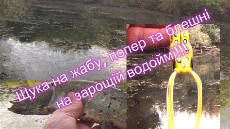 ОСІННЯ ЩУКА - НА ПОВЕРХНЕВІ ПРИМАНКИ #риболовля #спінінг #щуканажабу # ...