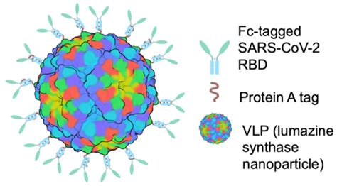 A Novel Sars Cov 2 Virus Like Nanoparticle Vaccine Induced High Titer Neutralizing Antibodies