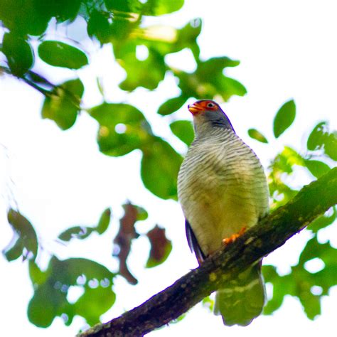Cryptic Forest Falcon Birdforum