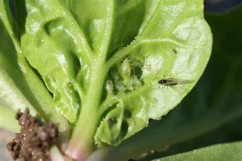 Ways To Keep Spinach Crops Free Of Aphids Growing Produce