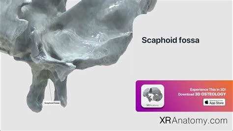 Scaphoid Fossa Of Sphenoid Bone Youtube