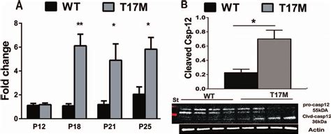 Expression And Activation Of Csp 12 In The T17m Retina During Adrp Download Scientific Diagram