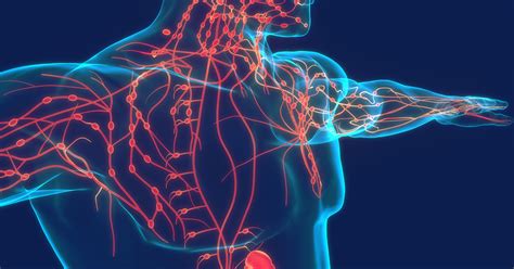 Lymphatic Obstruction Causes And Treatments Medstar Health
