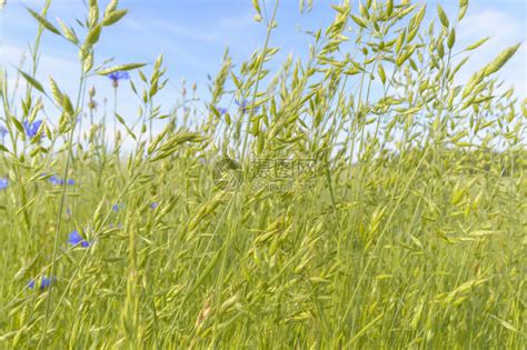 自然系列的绿色天然绿色高清图片下载 正版图片504969210 摄图网