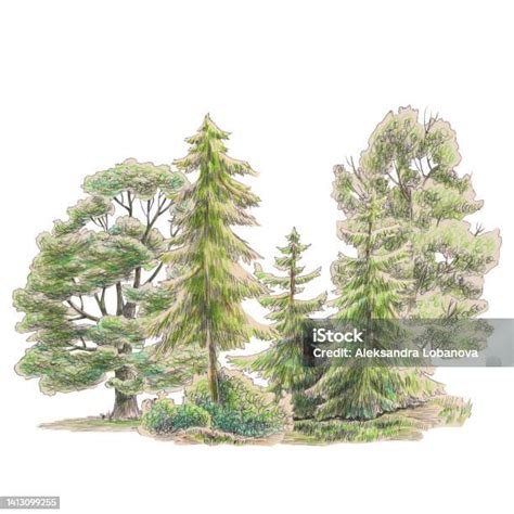 집합 참나무 아스펜 소나무 가문비 나무 손으로 그린 그림 나무와 전나무 화려한 나뭇잎 고립 된 배경에 수채화 된 나무 세트 0명에 대한 스톡 벡터 아트 및 기타 이미지