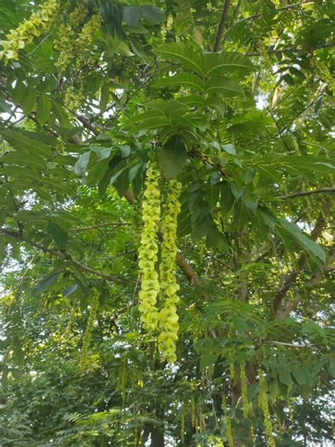 How To Grow Pterocarya Fraxinifolia Earthone