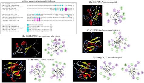 Ferredoxins Functions Evolution Potential Applications And Challenges Of Subtype Classification