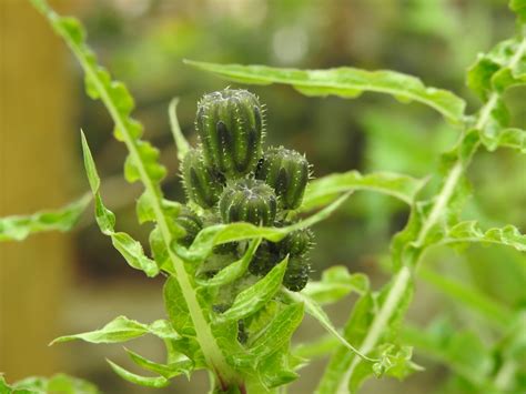 Sonchus Asper Asteraceae