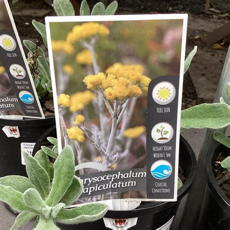 Chrysocephalum Apiculatum Syn Helichrysum 140 Mm Botanical Creations