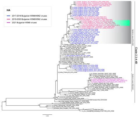 maximum likelihood phylogenetic tree of the ha gene clade 2 3 4 4b