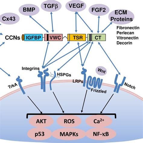 Transcriptional Regulation Of Ccn Genes Multiple Extracellular And Download Scientific Diagram