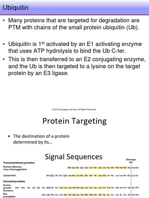 Translation Protein Targeting And Degradation Part Iii Pdf Genetic Code Translation Biology