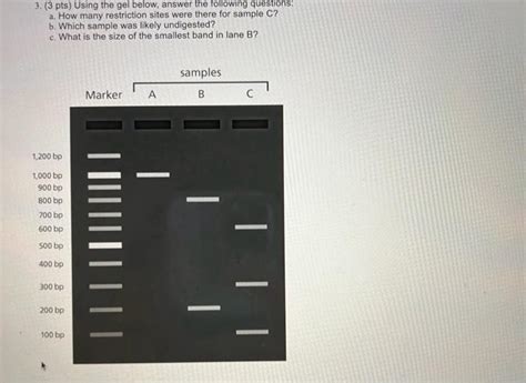 solved 3 3 pts using the gel below answer the following