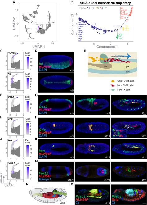 Single Cell Transcriptomics Illuminates Regulatory Steps Driving