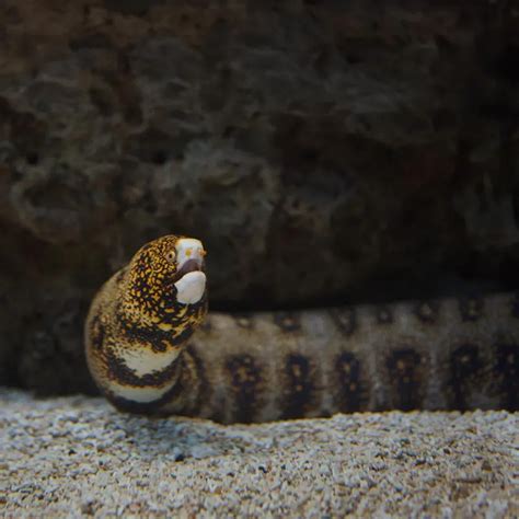 Snowflake Moray Eel M