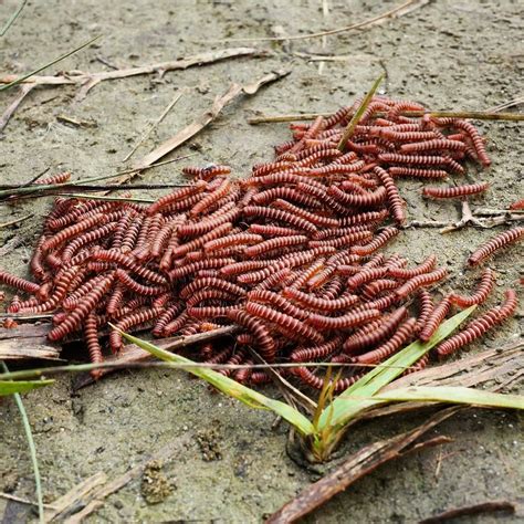 Fact Some Worms Will Eat Themselves If They Cant Find Any Food