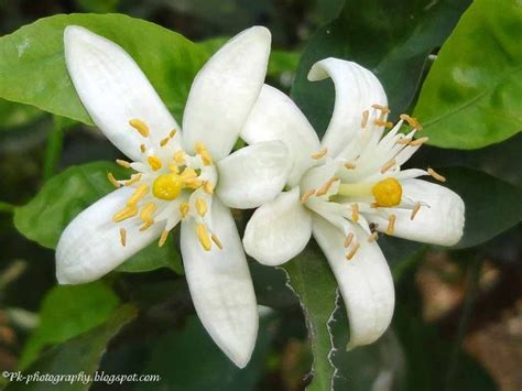 Orange Blossom Flowers Orange Blossom Flower Pictures Florida Flowers