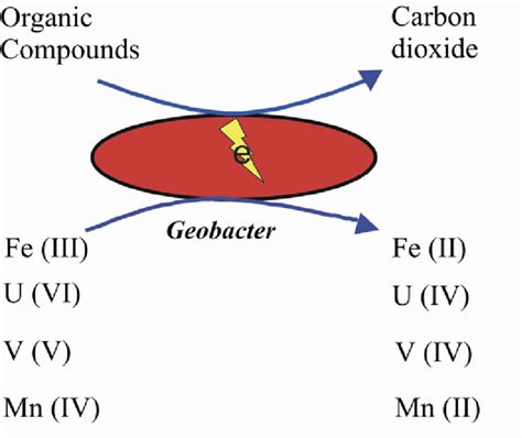Ability Of Geobacter Species To Couple Oxidation Of Organic Compounds
