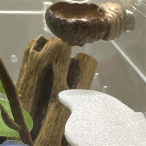 Jumping Spider Magnetic Acorn Ledge Hide Etsy