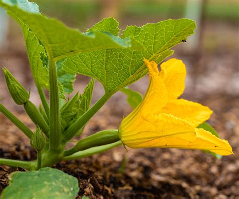 How And When To Harvest Zucchini Flowers To Eat Homes And Gardens