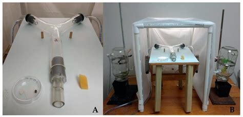 Insects Free Full Text Olfactometer Responses Of Convergent Lady