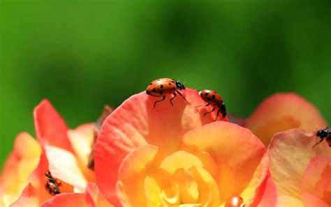 Download A Closeup Of A Pristine Red Ladybug