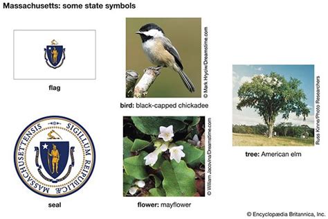 Massachusetts State Tree