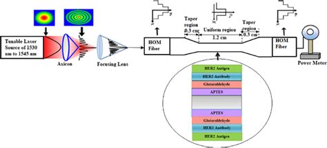 Schematic Representation Of Fiber Optic Biosensor With Tapered Mmf For Download Scientific