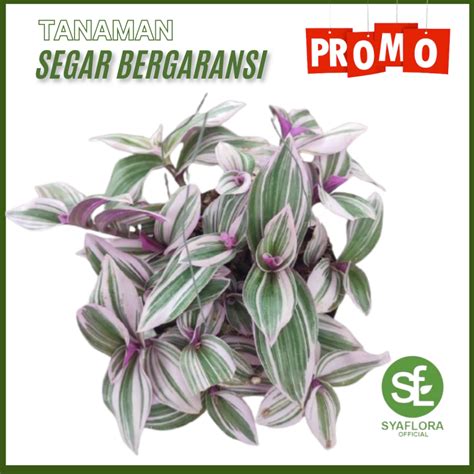 Jual Syaflora Bunga Tradescantia Nanuk Import Rimbun Dan Berkualitas