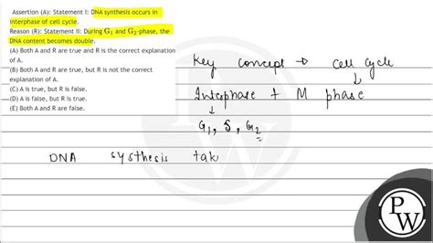 Assertion A Statement I Dna Synthesis Occurs In Interphase Of Cell Cycle Reason R Statem