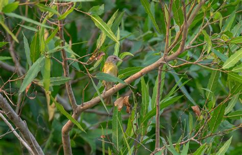 ashy headed greenlet 2 budgora flickr