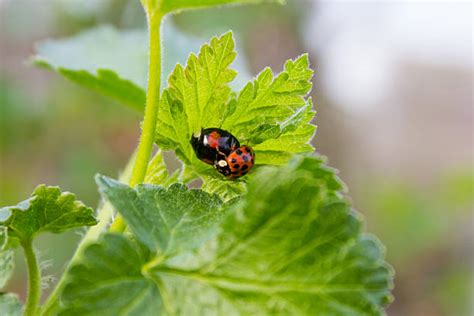 40 Animal Sex Ladybug Sexual Activity Photos Taleaux Et Images Libre