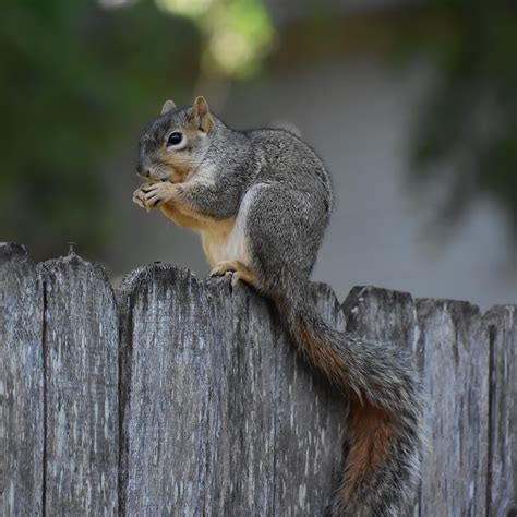 Is Squirrel A Rodent Squirrels Species Qpzo