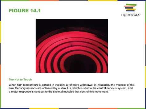 Open Stax Anatomy Physiology Ch PPTX