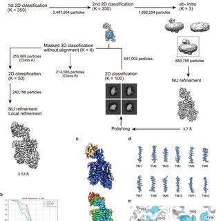 Cryo EM Processing Workflow Showing Local And Global Map Quality For Download Scientific
